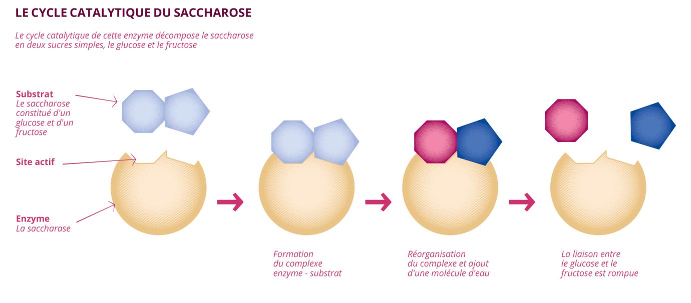La catalyse : l'outil d'une chimie verte | Sciences